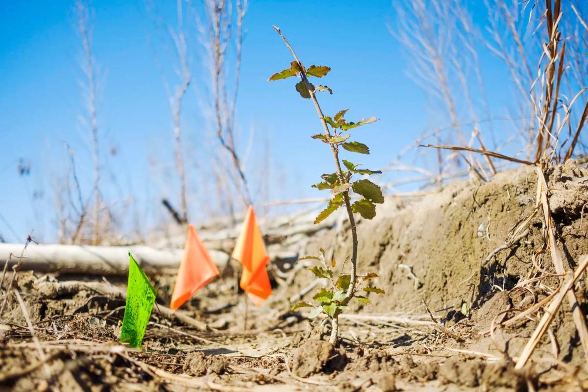 Fighting Climate Change With Genetically Modified Trees | Outrider