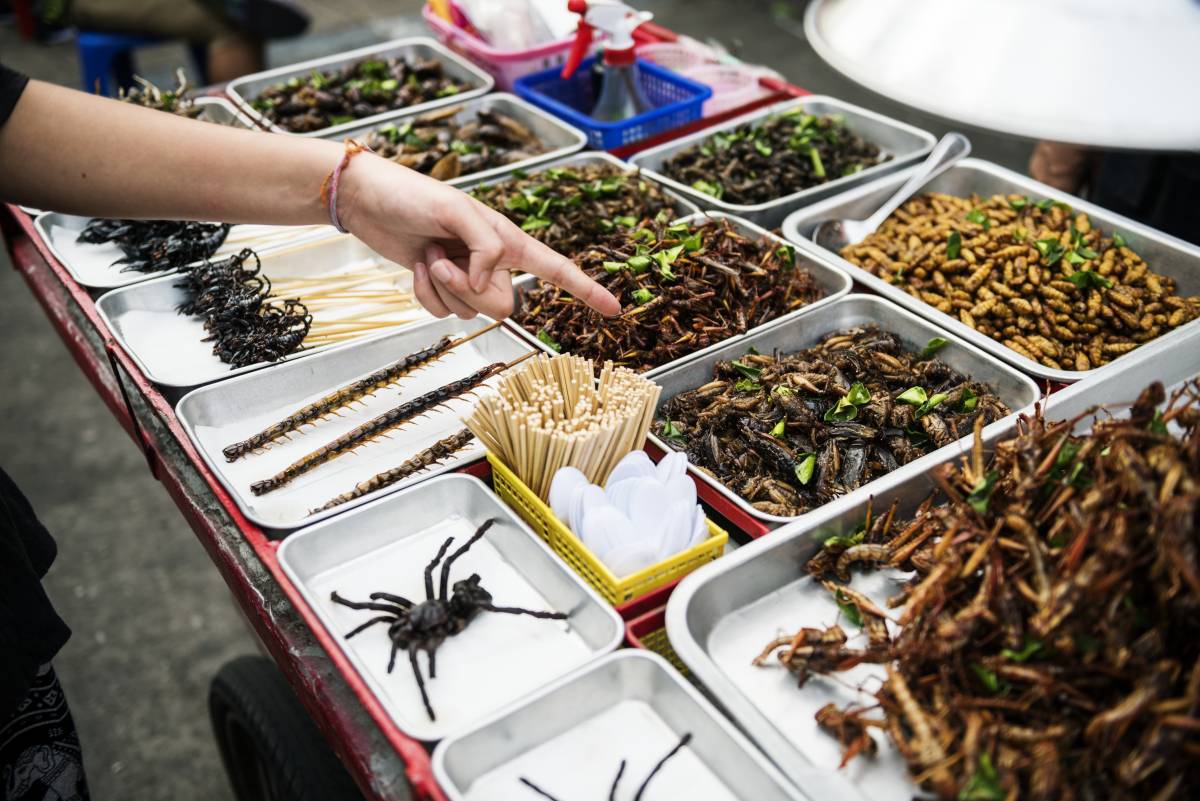 Would You Eat Bugs to Save the Planet? | Outrider
